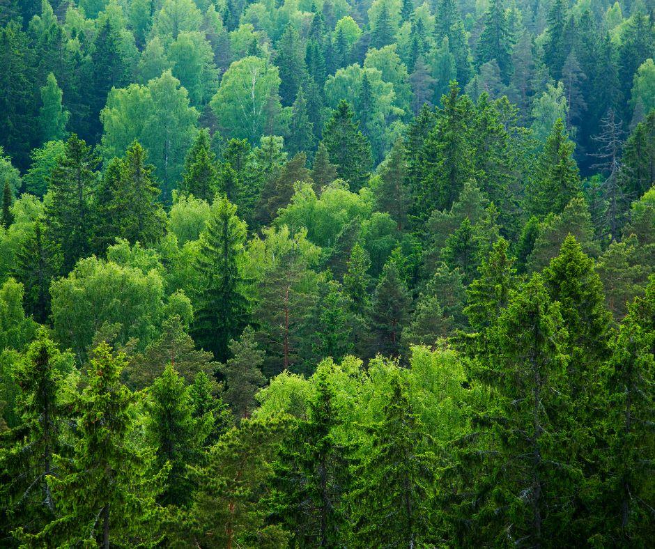 Sauver les forêts françaises avec Canopée - Fondation Terre Solidaire